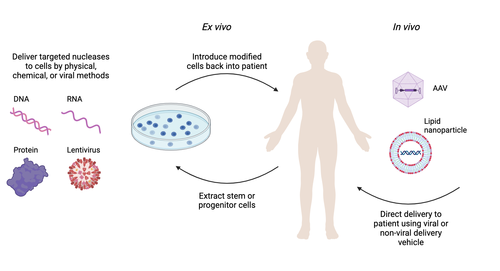EditCo Bio | Cell and Gene Therapy